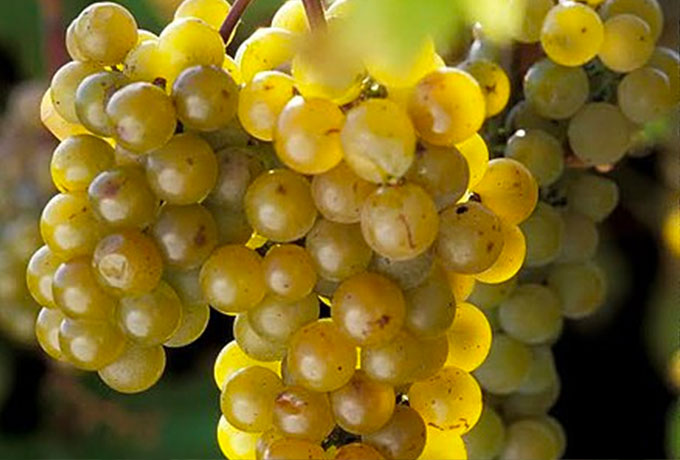 Our Grapes - Ziegler Winery