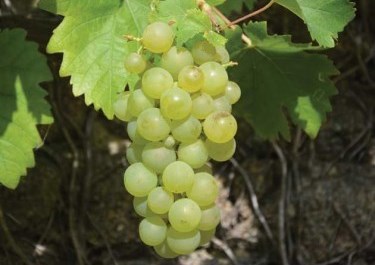 Our Grapes - Ziegler Winery